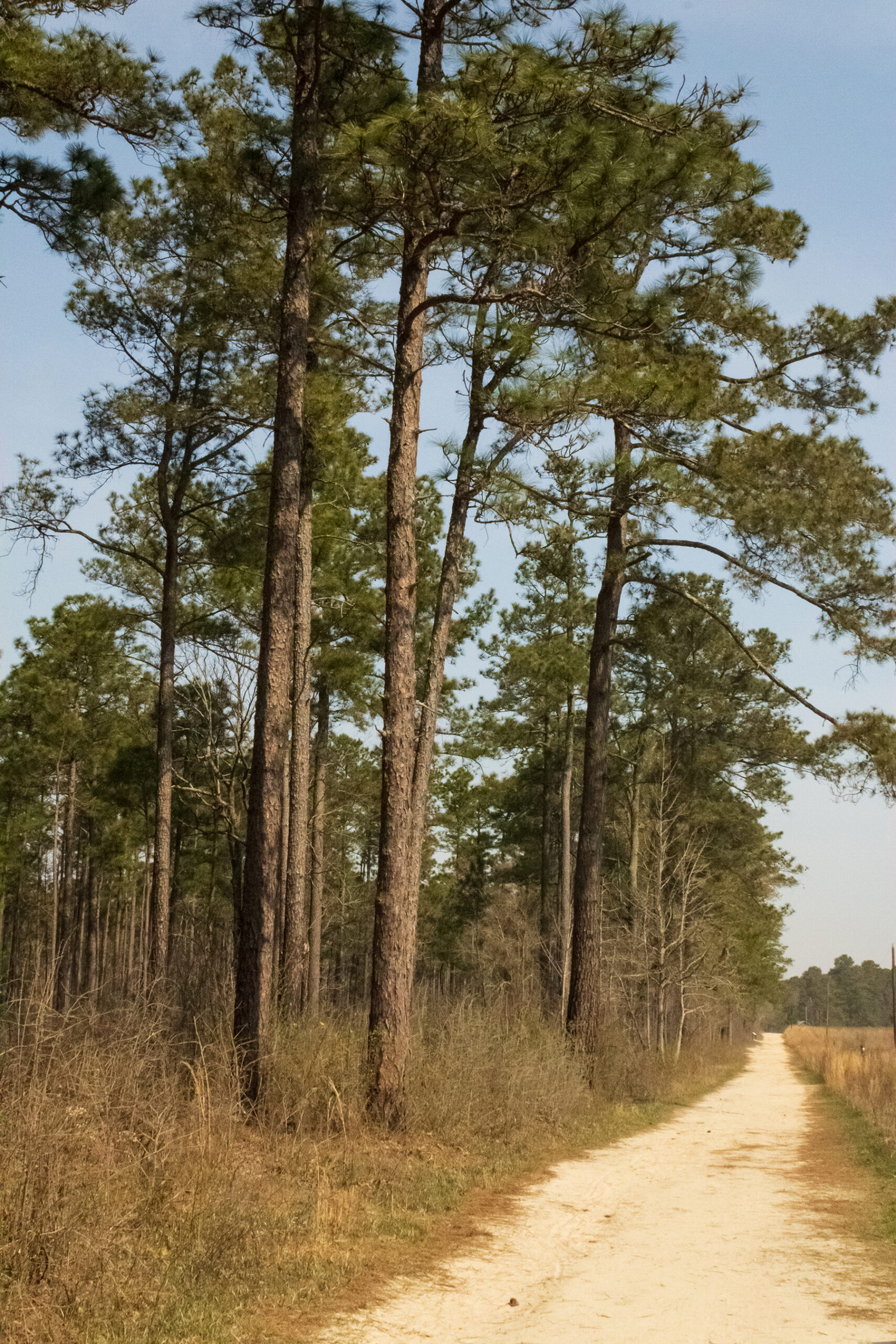Carvers Creek State Park - Where the Dogwood Blooms