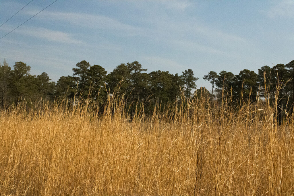 Wiregrass In North Carolina - Where the Dogwood Blooms