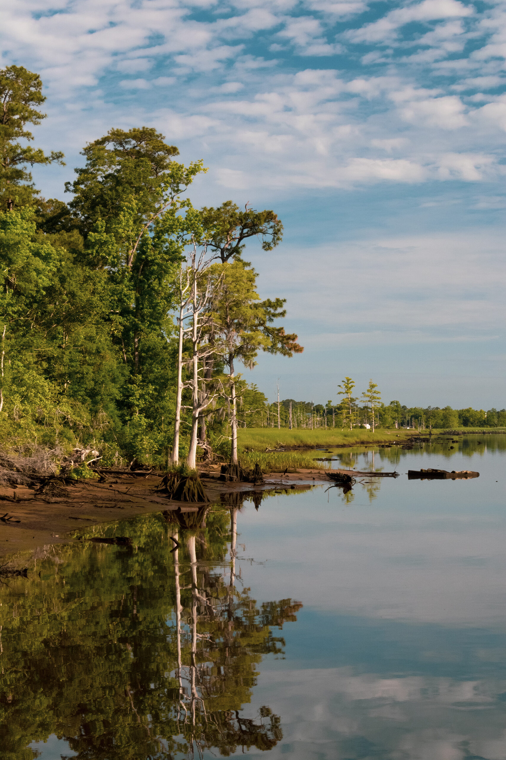8 Hours In Brunswick County - Where The Dogwood Blooms