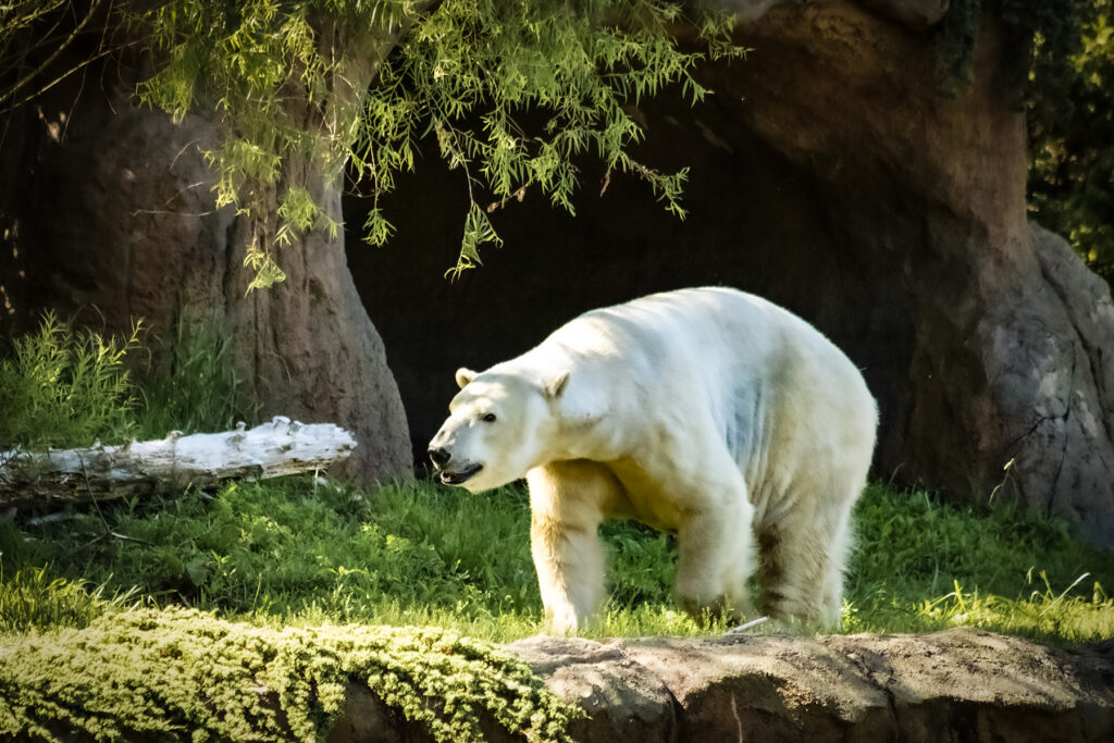 A Day Trip to the NC Zoo - Where the Dogwood Blooms