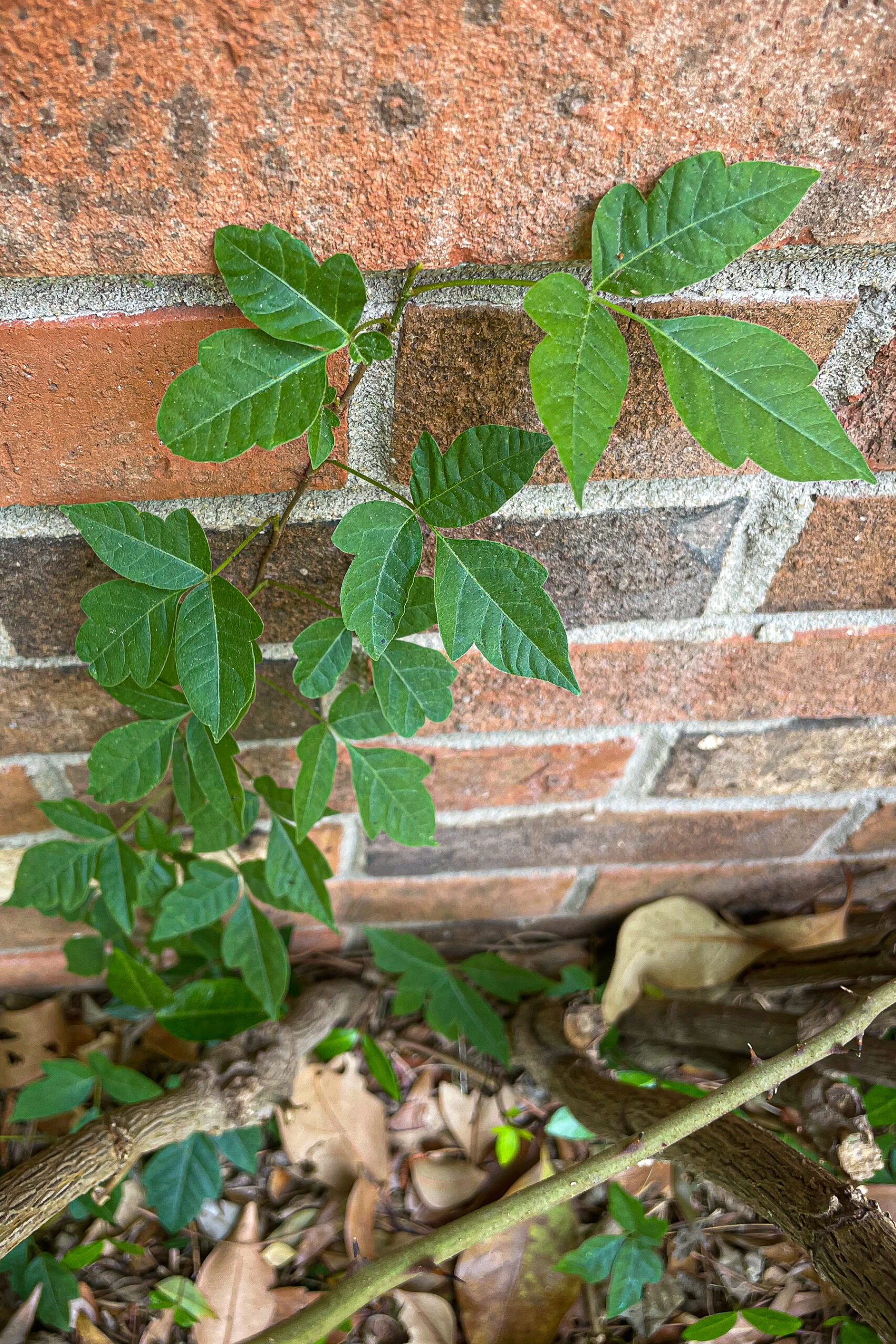 Poison Ivy - Where The Dogwood Blooms