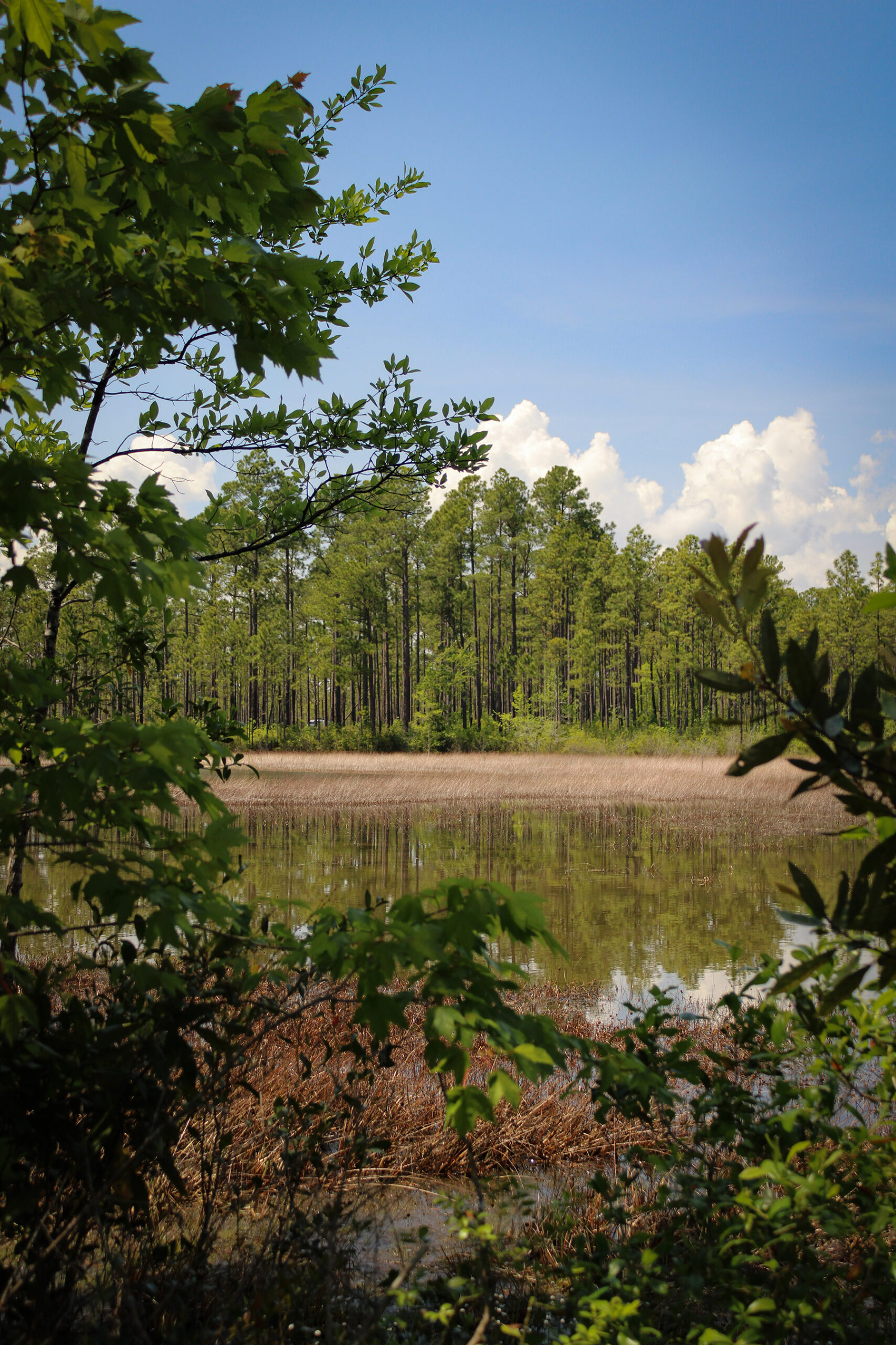 The Green Swamp - Where the Dogwood Blooms