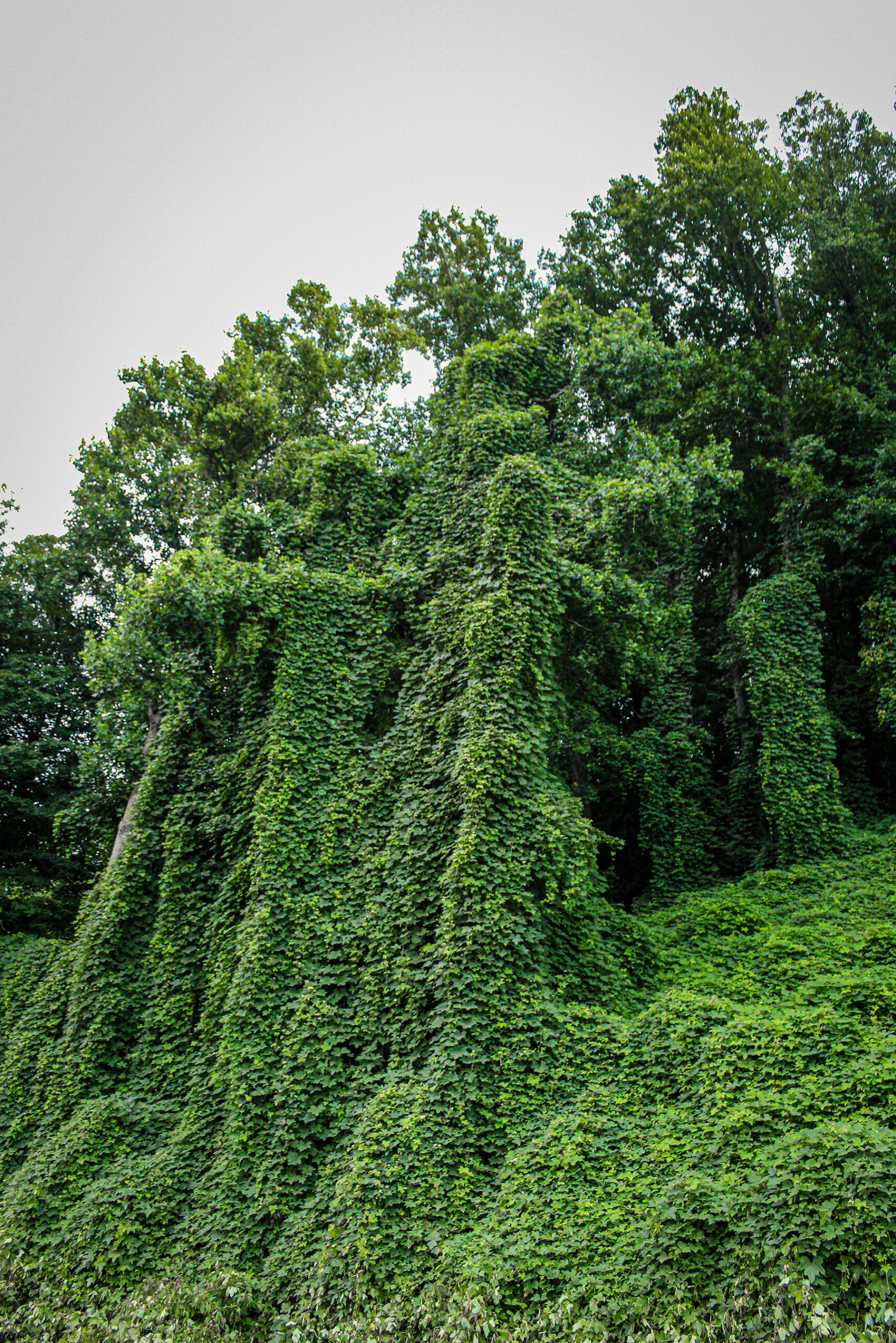 The Vine That Ate The South - Where the Dogwood Blooms
