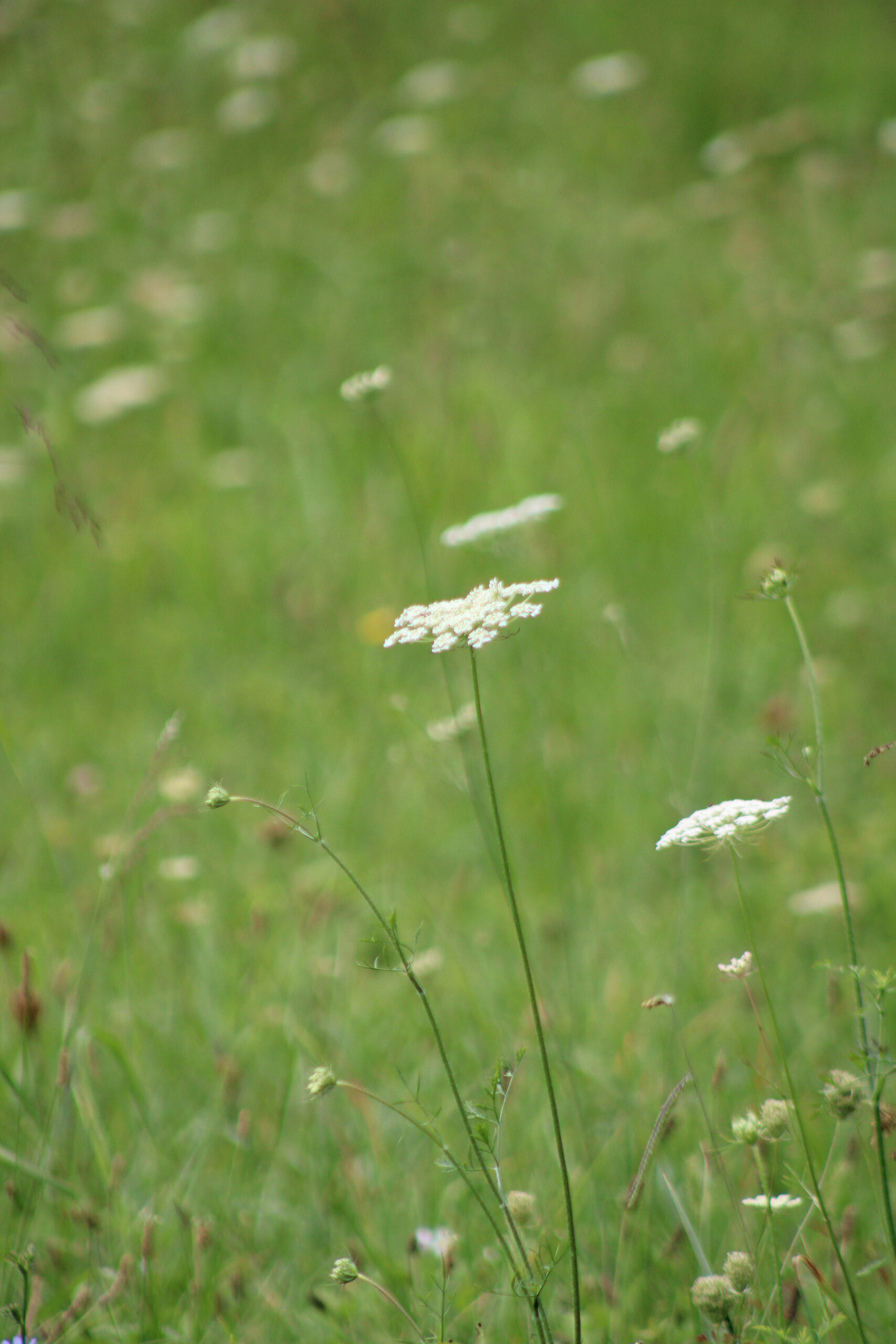 Queen Annes Lace Beware Poison Hemlock, A Queen Anne's Lace Look Alike