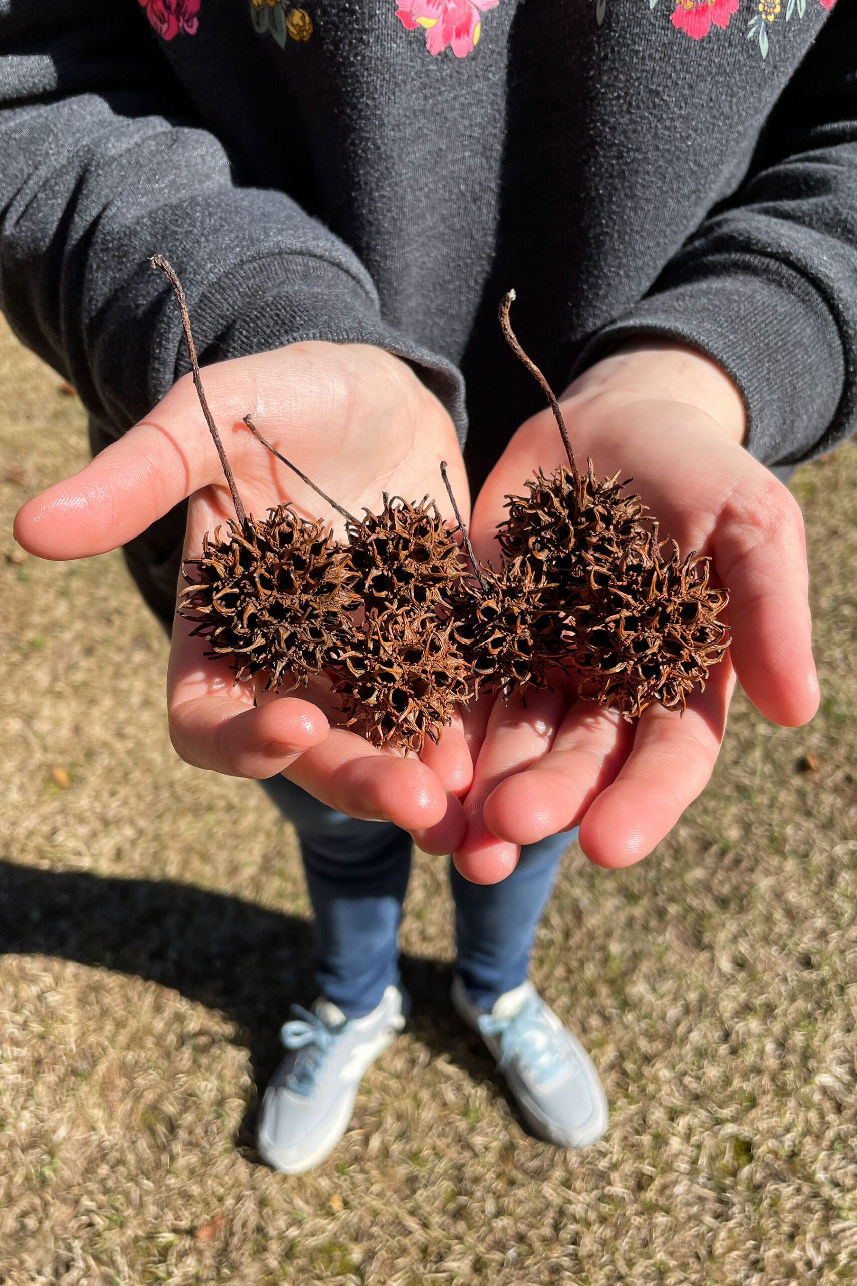 Gumballs - Where the Dogwood Blooms