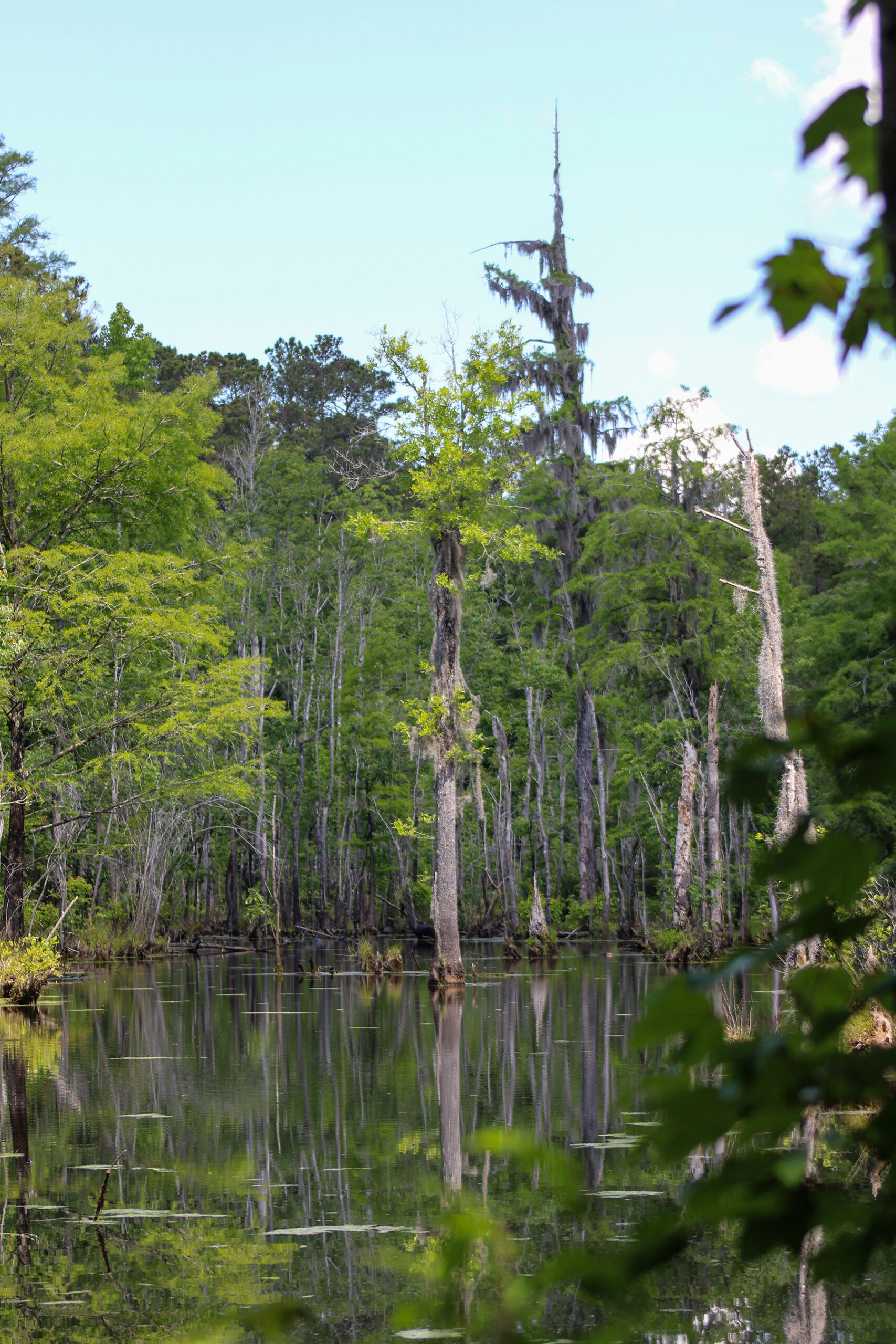 Ev-Henwood - Where the Dogwood Blooms