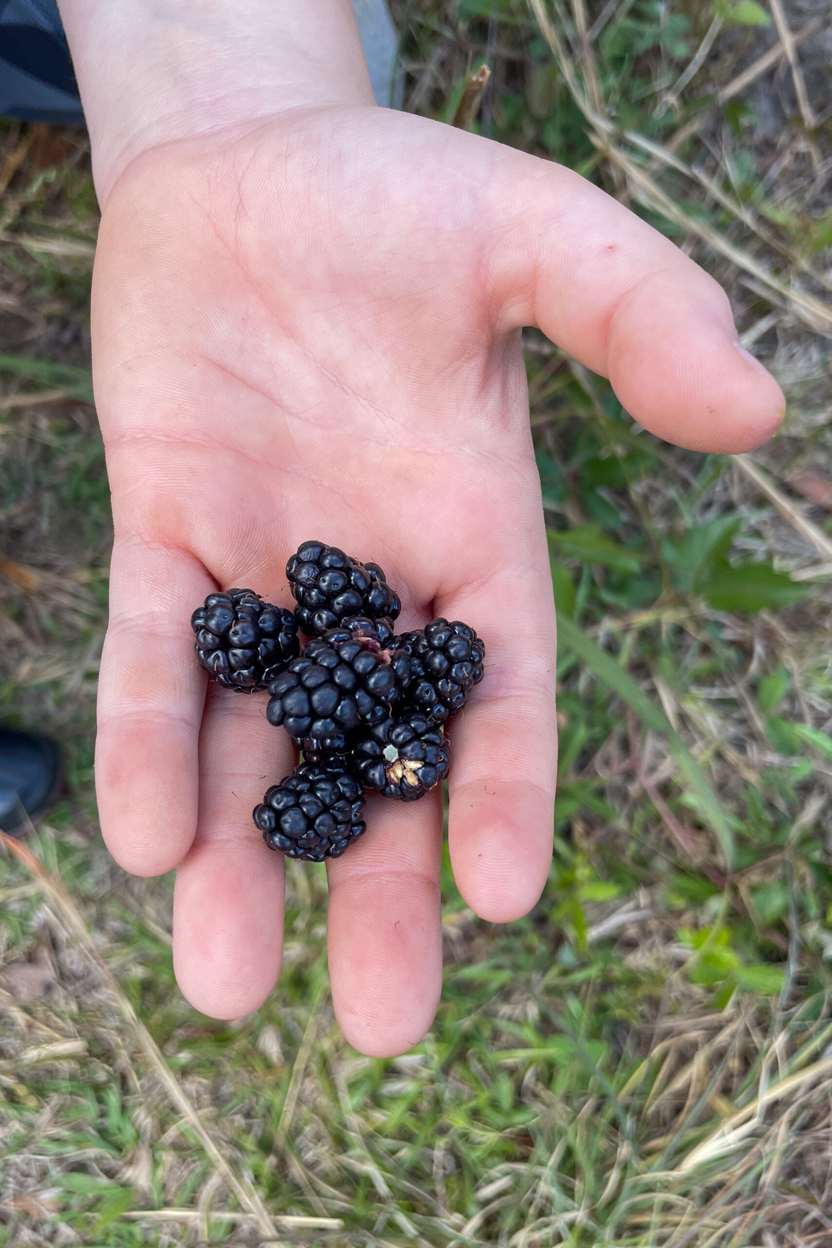 Foraging Blackberries - Where the Dogwood Blooms