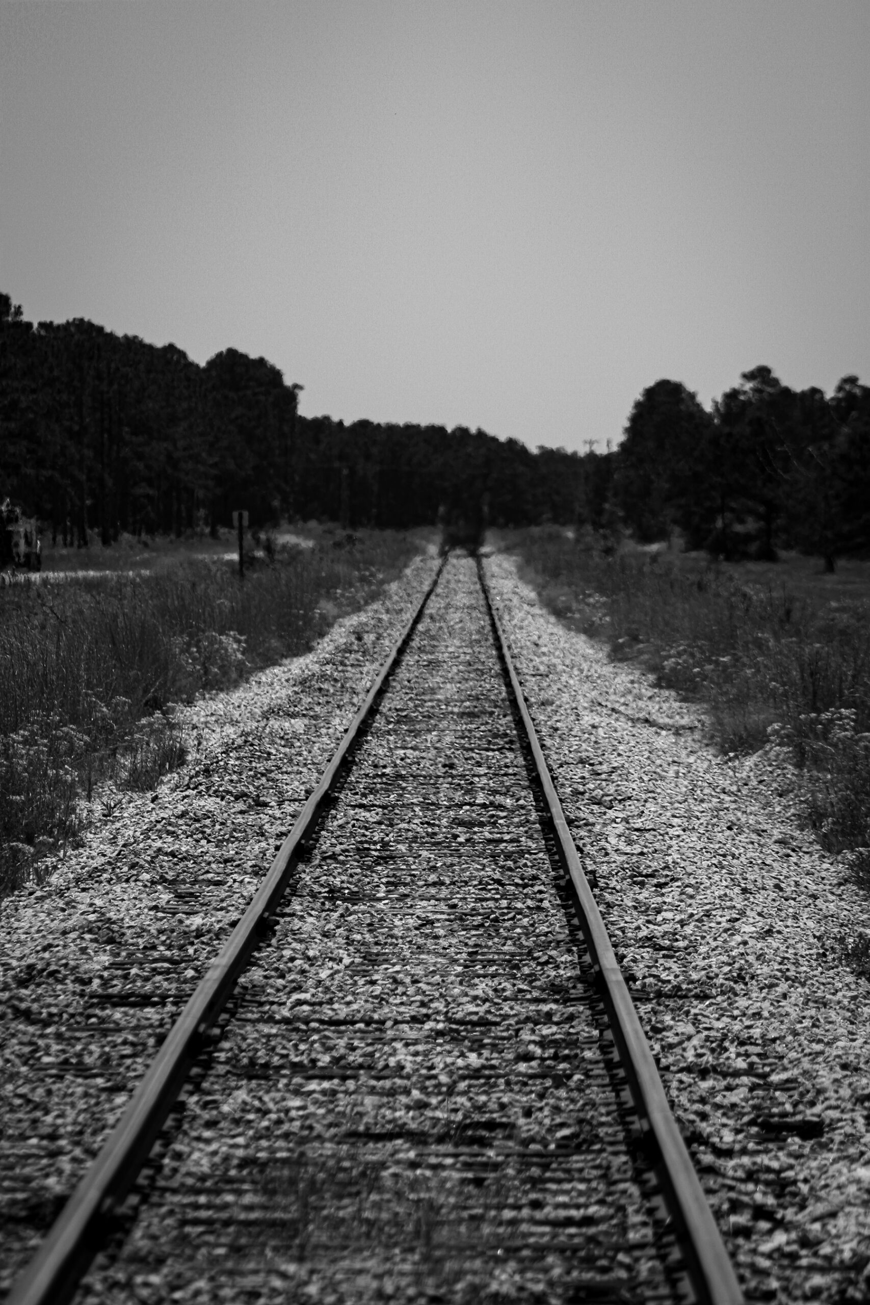 The Maco Light - Where the Dogwood Blooms