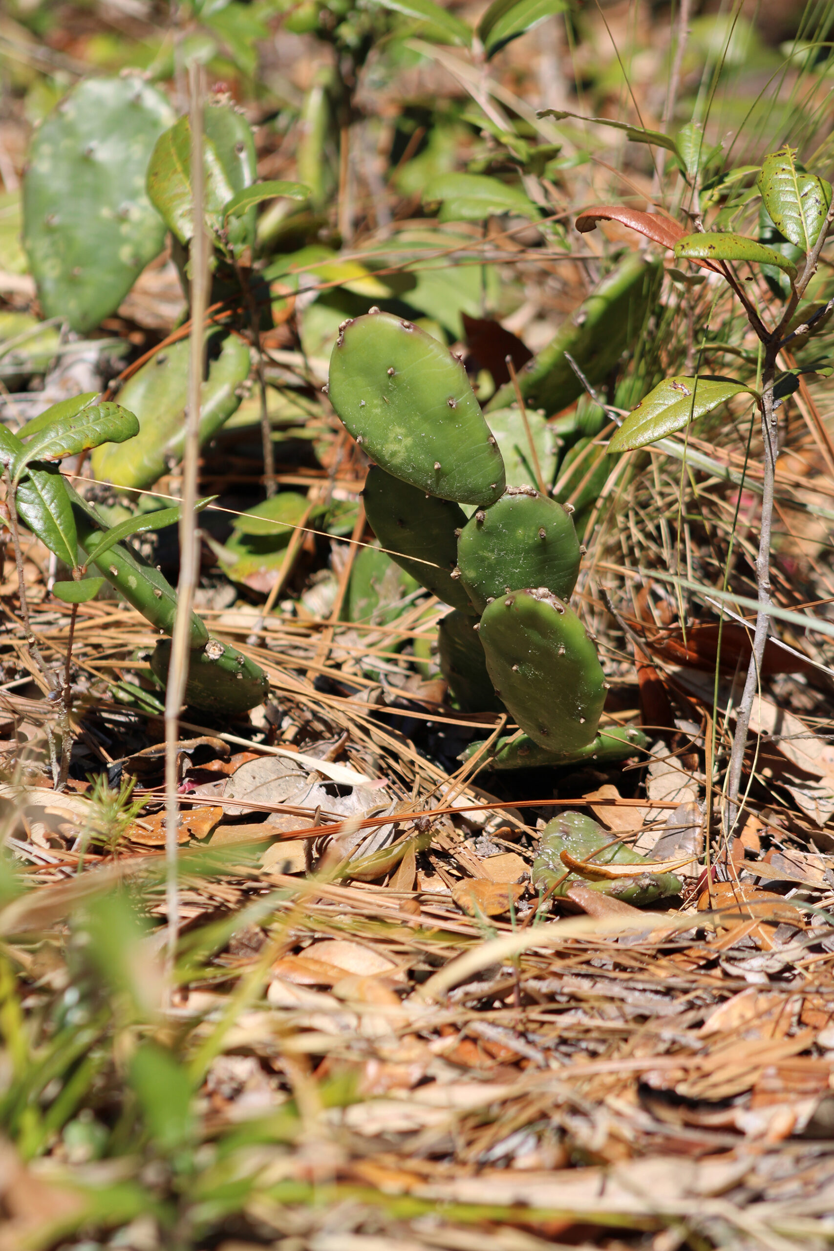 Prickly Pears - Where the Dogwood Blooms