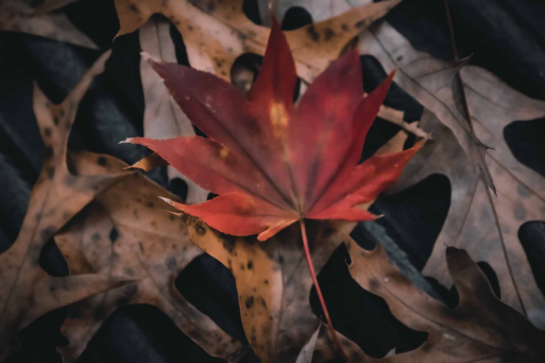 Fall Is Creeping In - Where the Dogwood Blooms