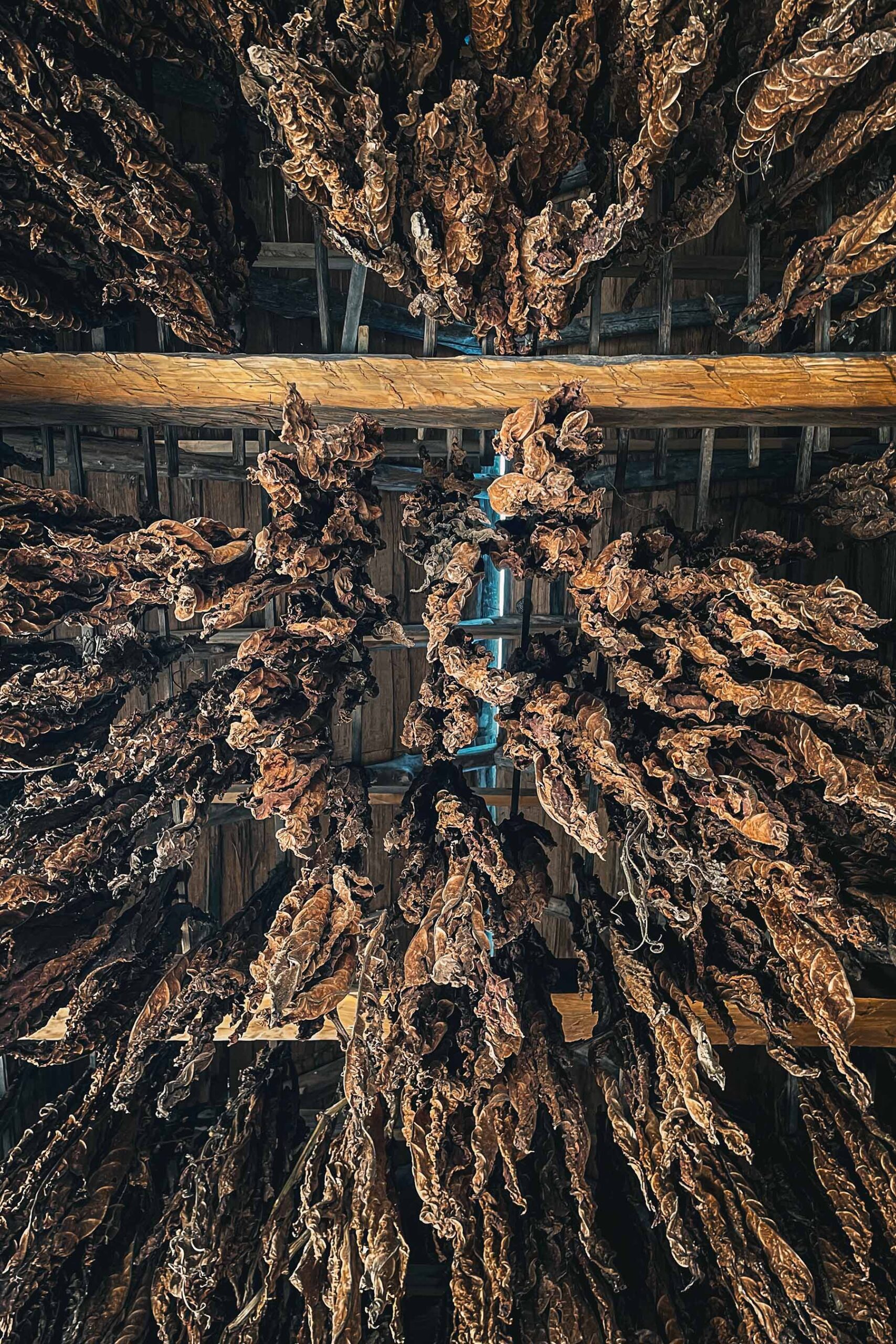 Tobacco - Where the Dogwood Blooms