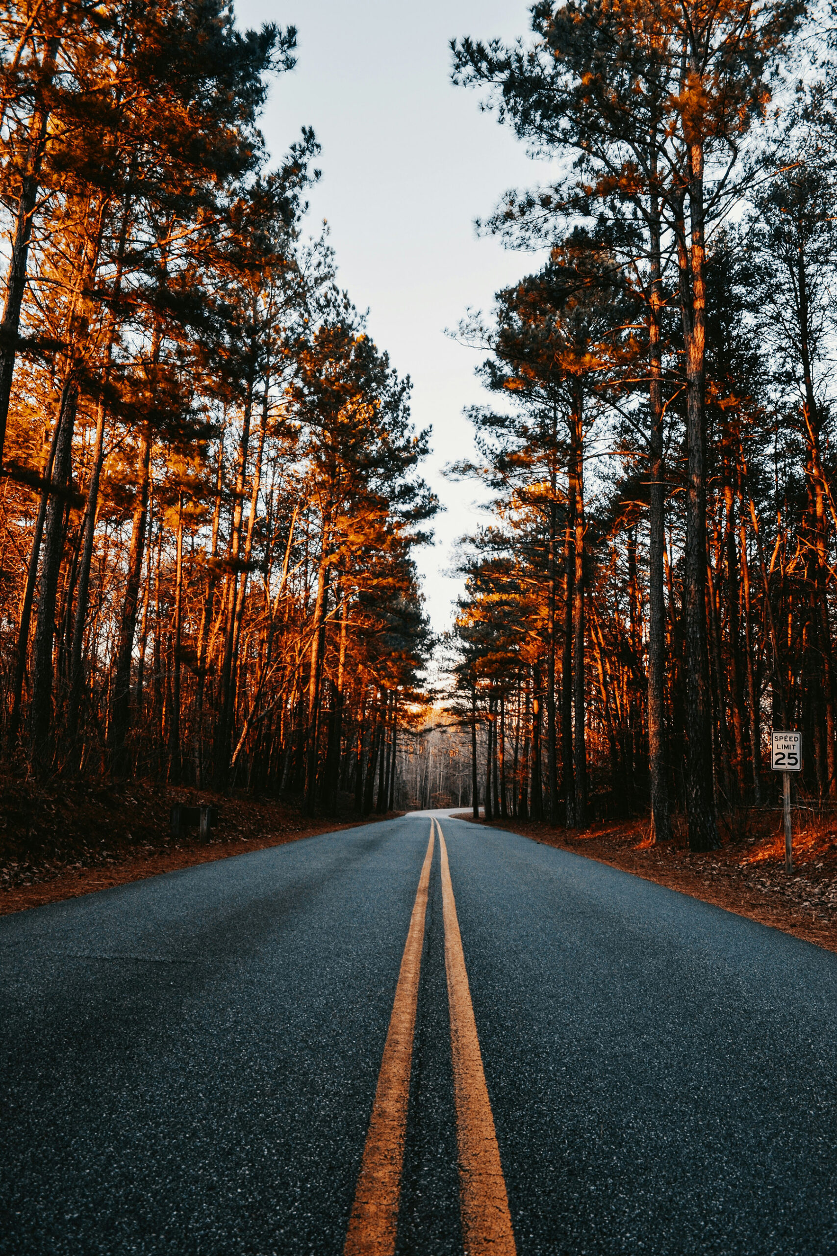 Backroads - Where the Dogwood Blooms