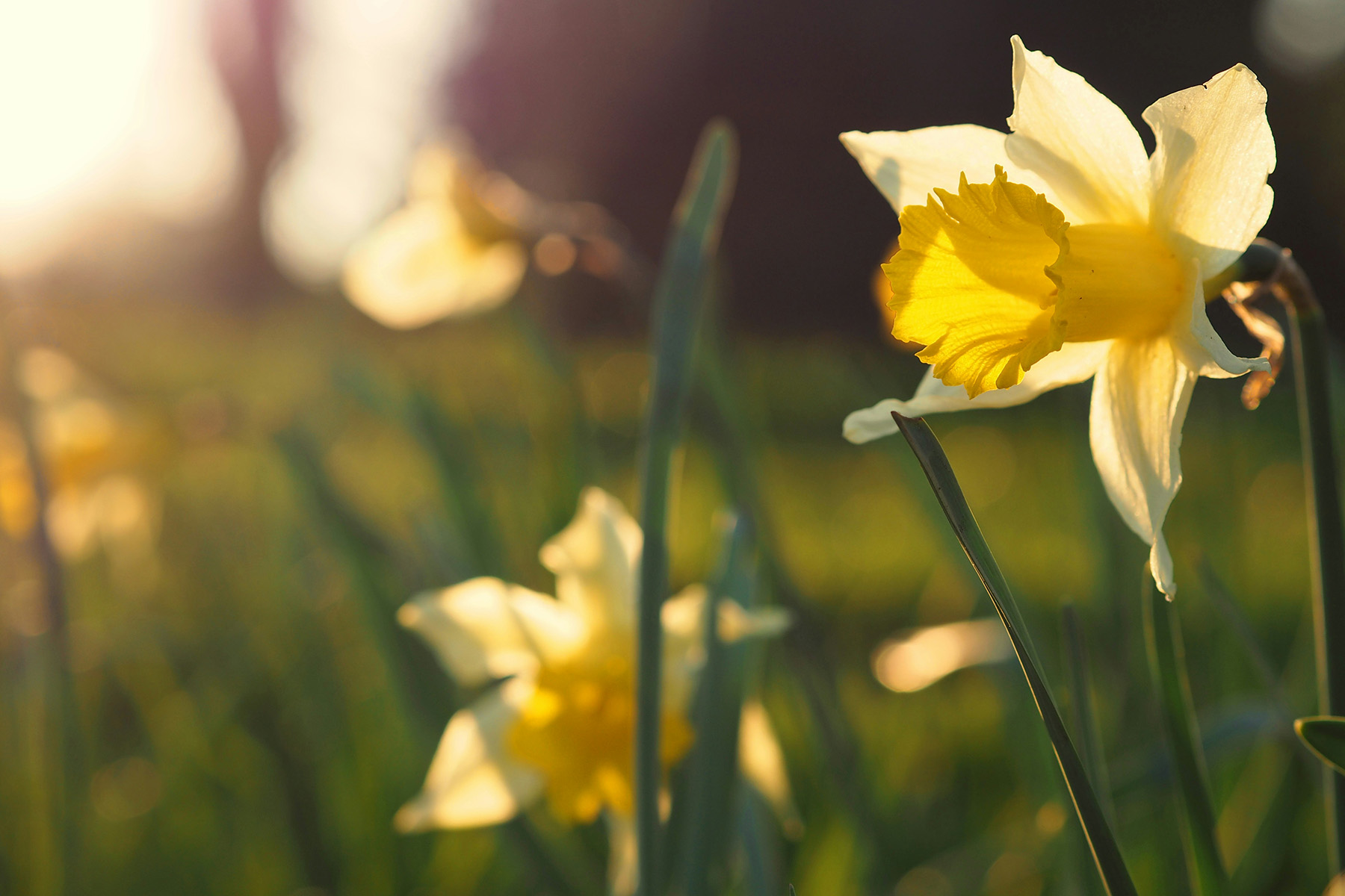 False Spring - Where the Dogwood Blooms