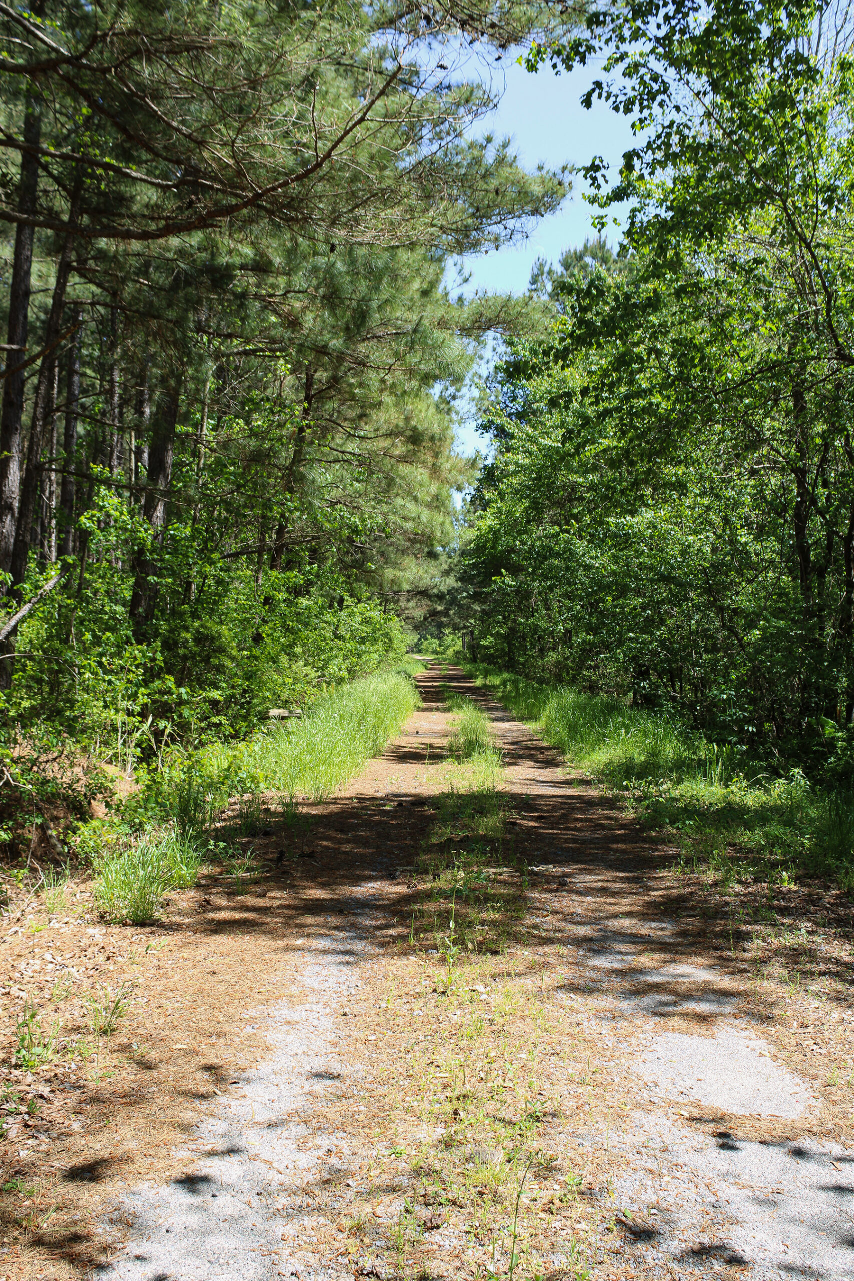 Wooley Swamp - Where the Dogwood Blooms