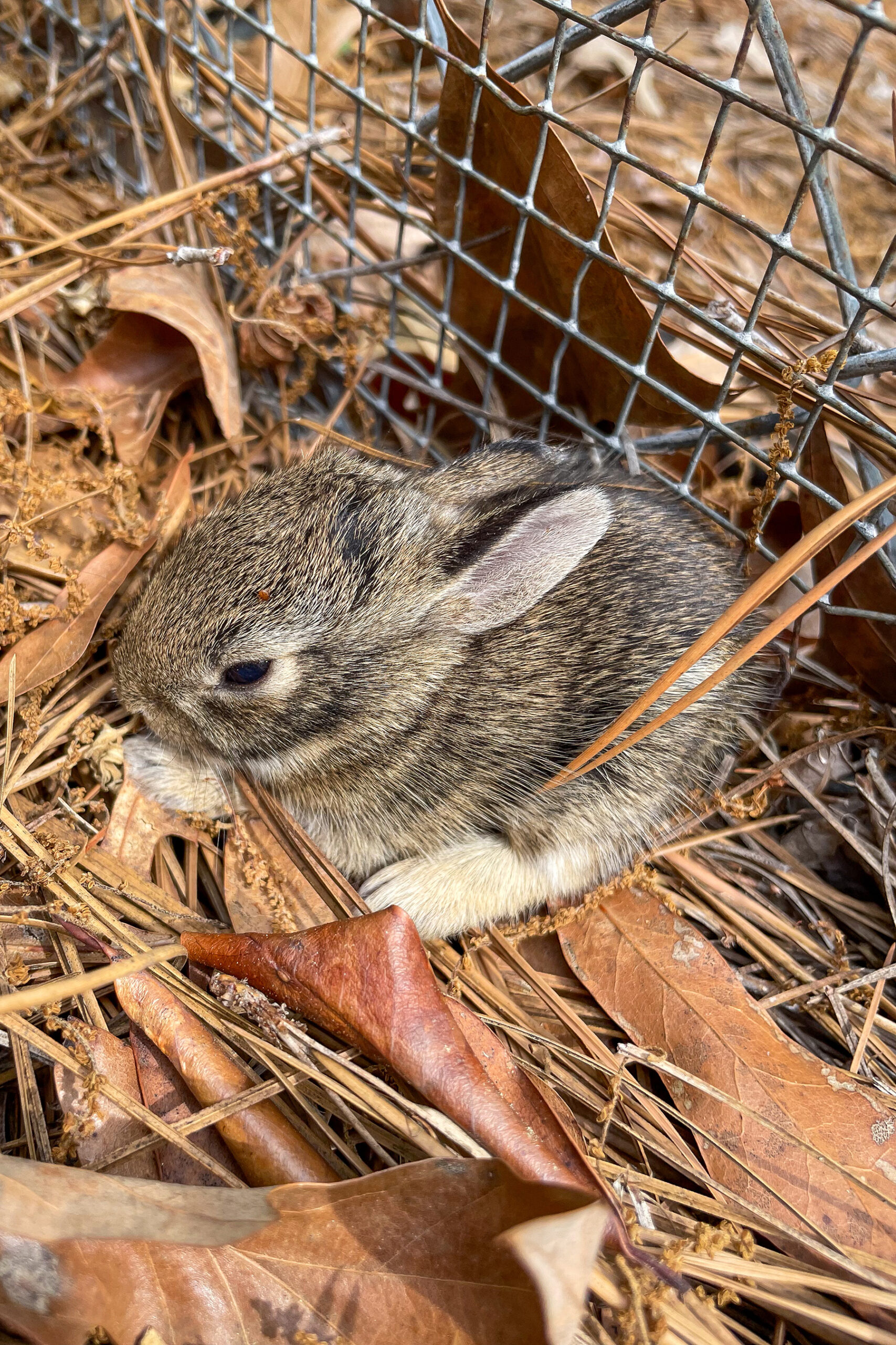 A Nest of Eastern Cottontails - Where the Dogwood Blooms