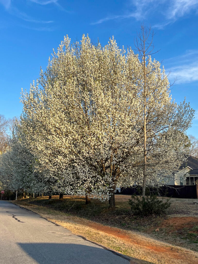 Bradford Pear - Where the Dogwood Blooms