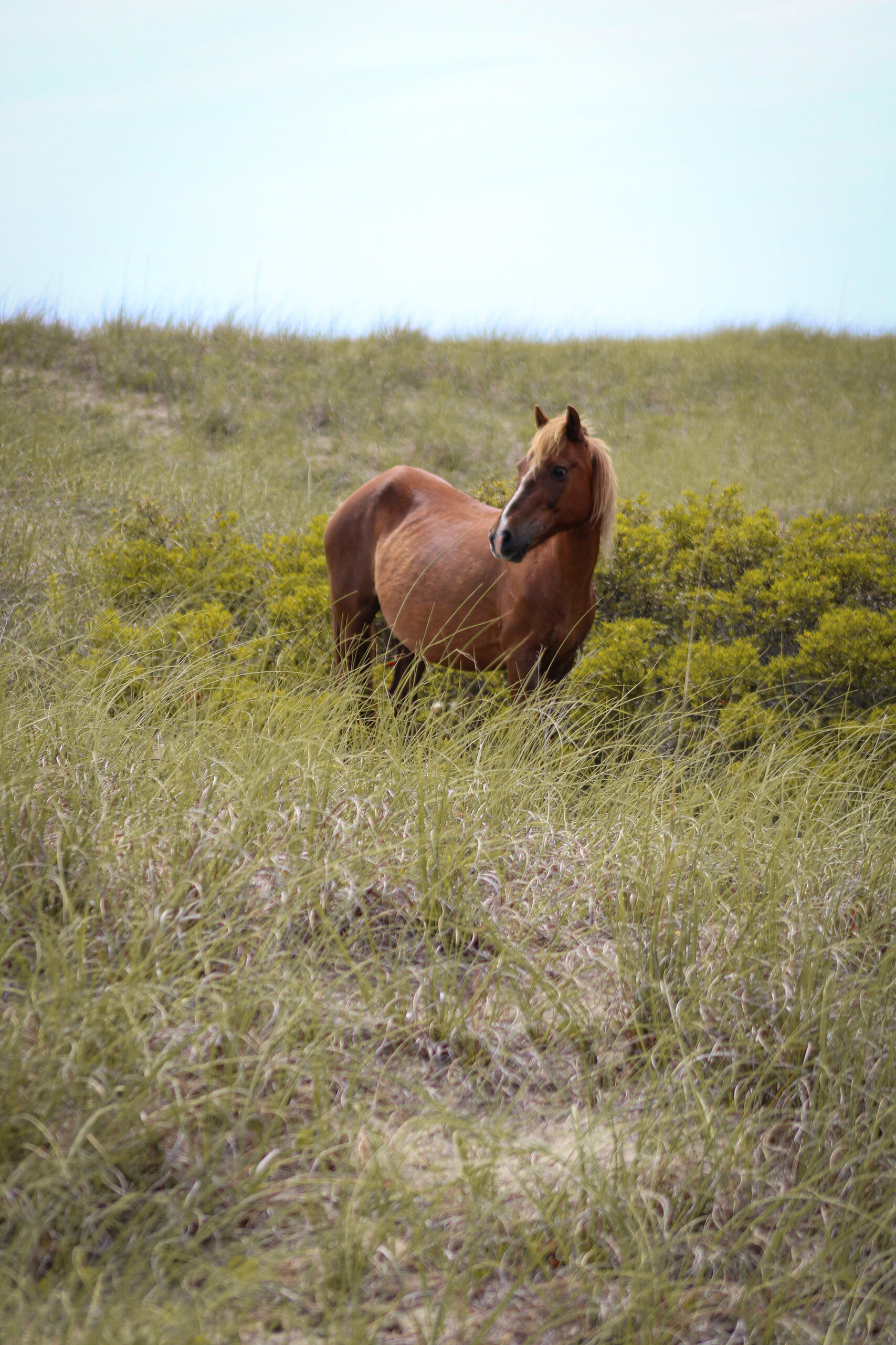 The Banker Horses - Where the Dogwood Blooms